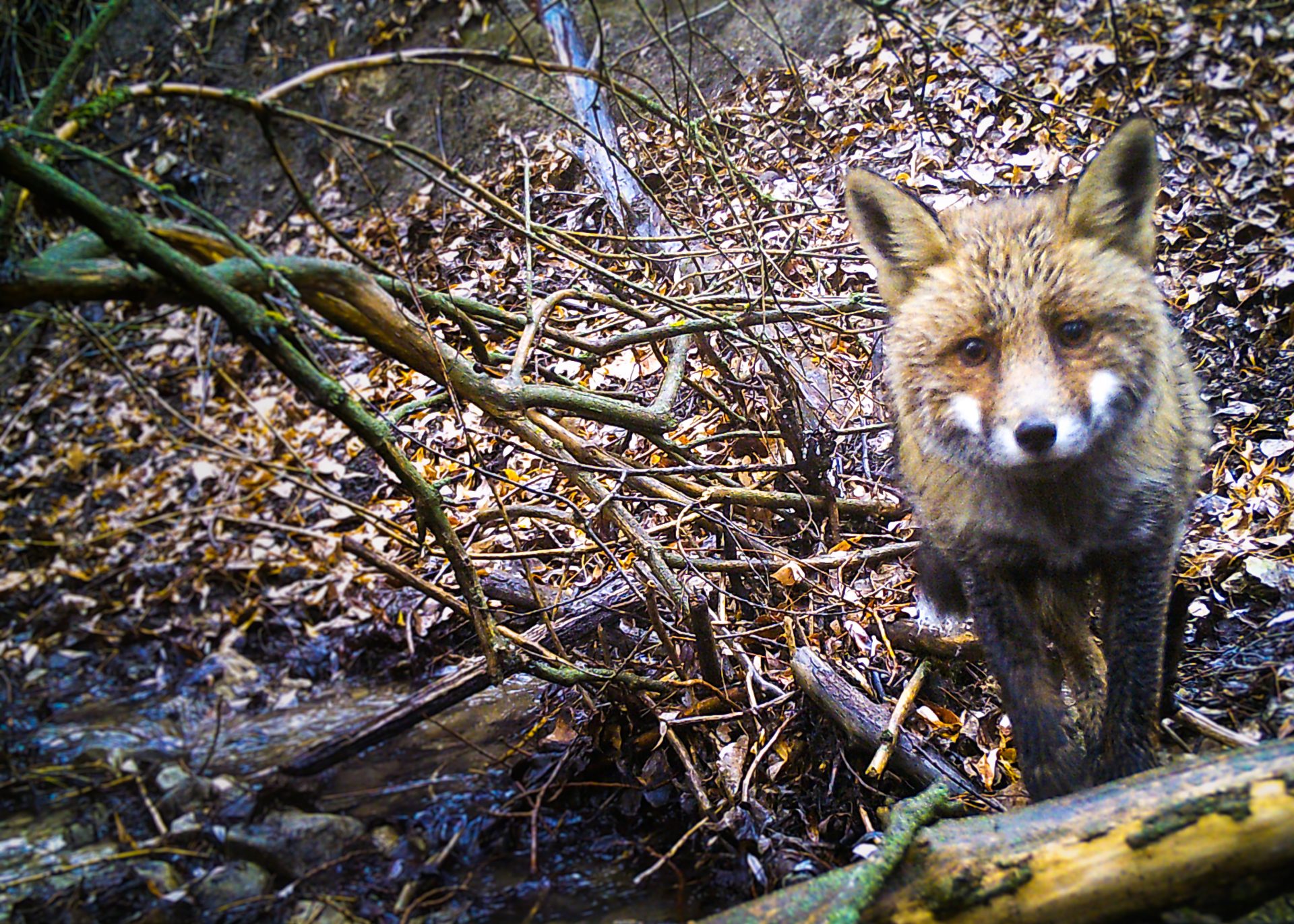 Fauna local: las maravillas de la Sierra de La Sagra. | Casa Rural ...