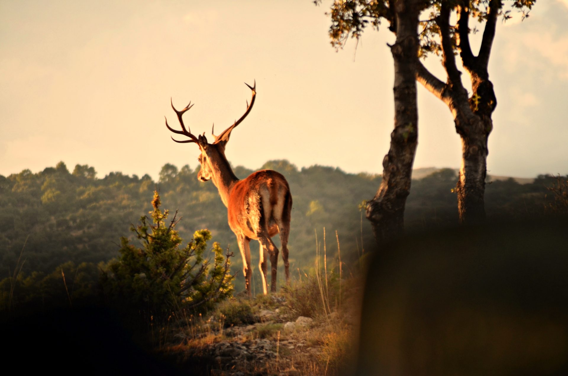Fauna local: las maravillas de la Sierra de La Sagra. | Casa Rural ...